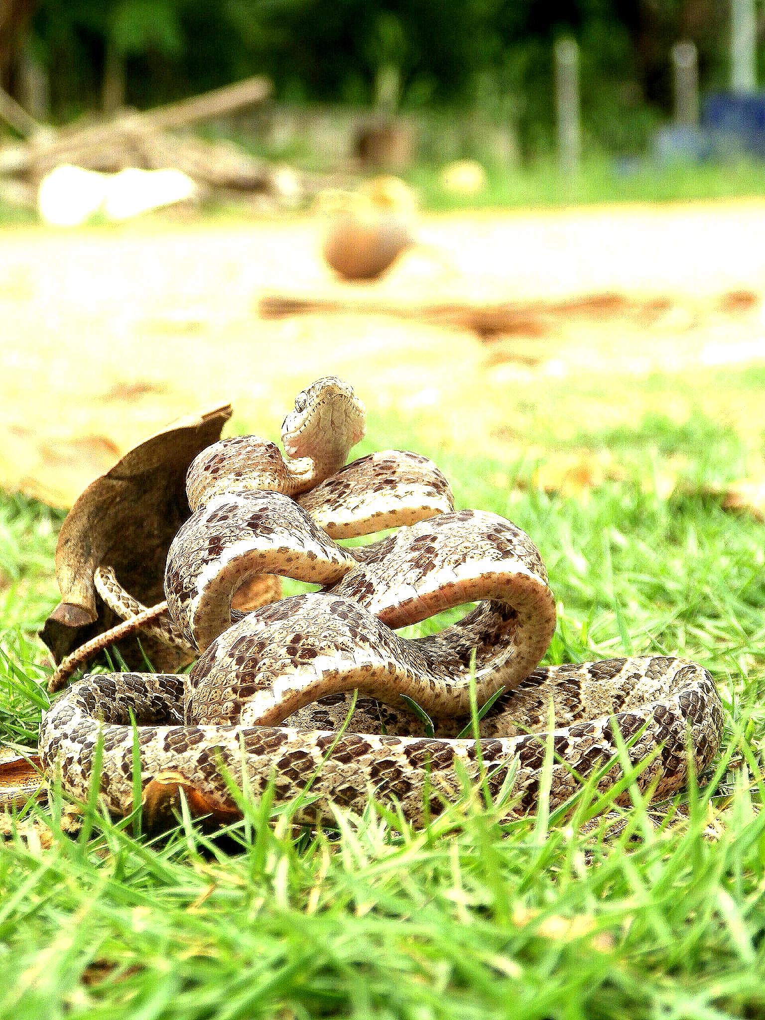 myis - Roboflow Universe