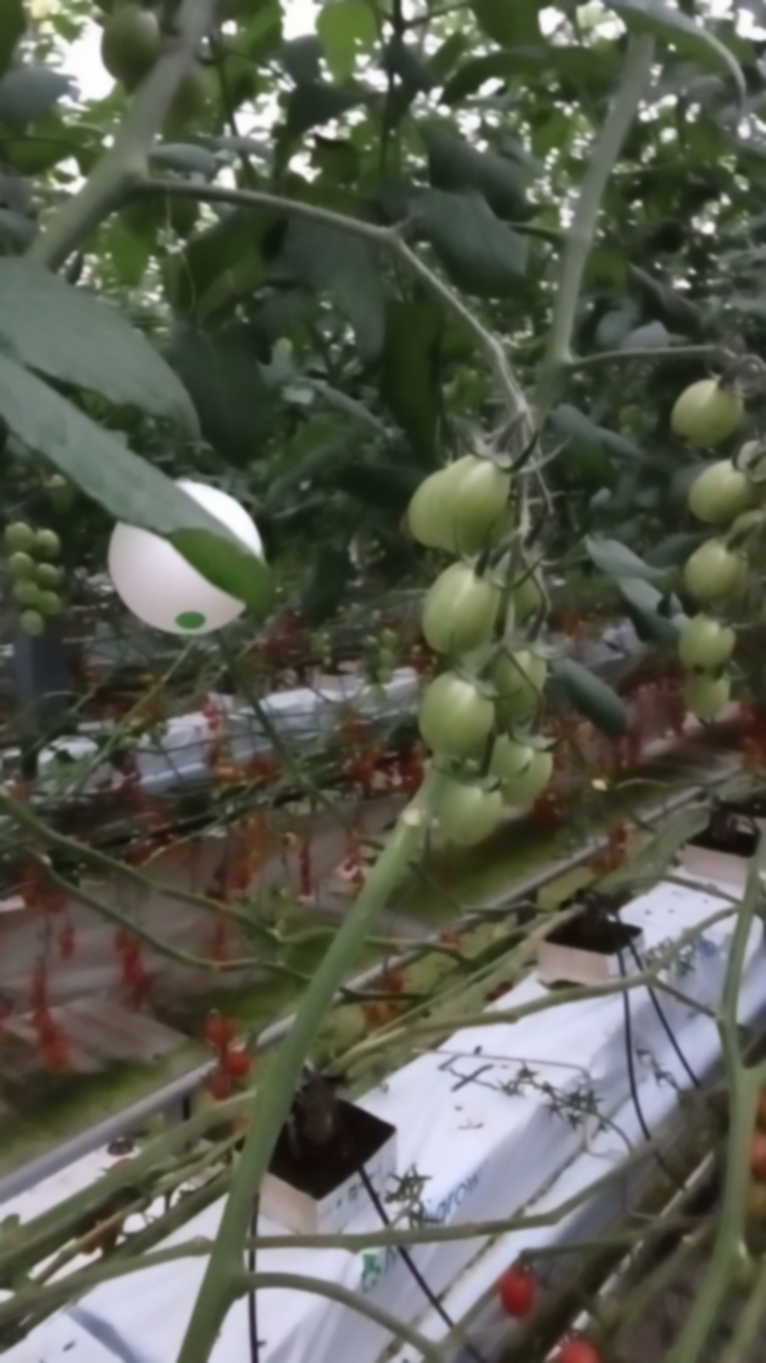 yolo_tomato_segmentation Instance Segmentation Model by project