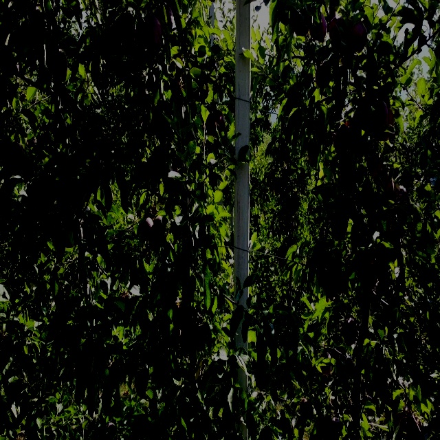 Apple detection Object Detection Dataset by Detection