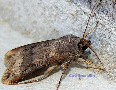 pests Object Detection Dataset and Pre-Trained Model by yukang wang