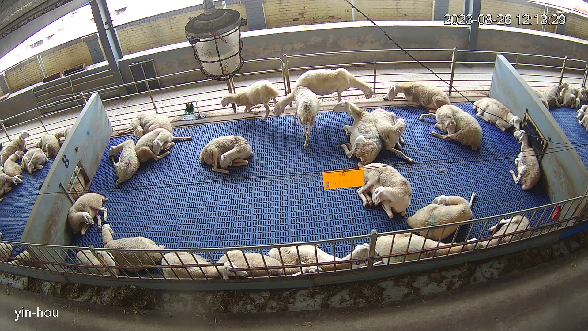 semi-sheep Object Detection Model by yolo