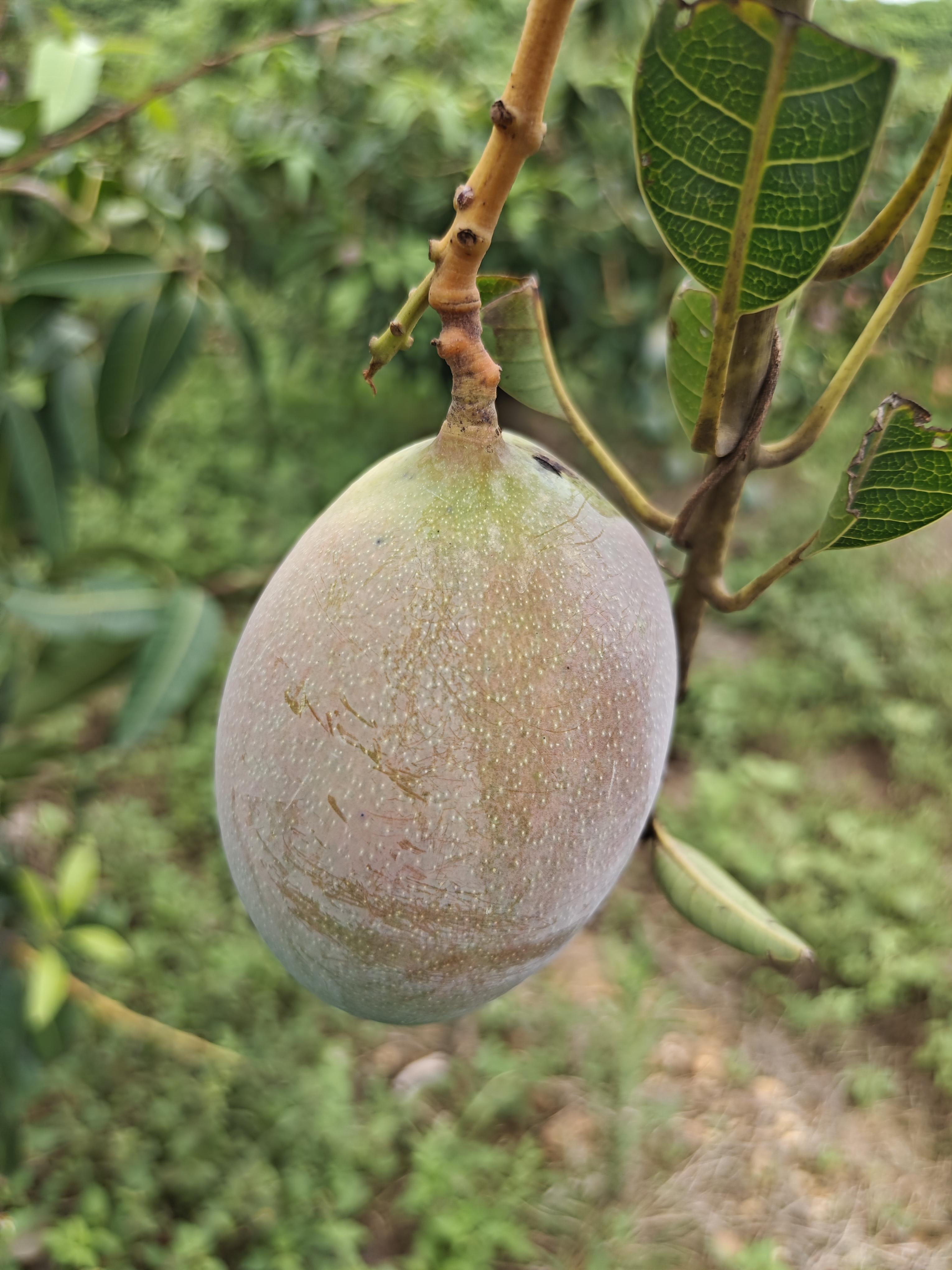 Mango Instance Segmentation Dataset by Maruyama