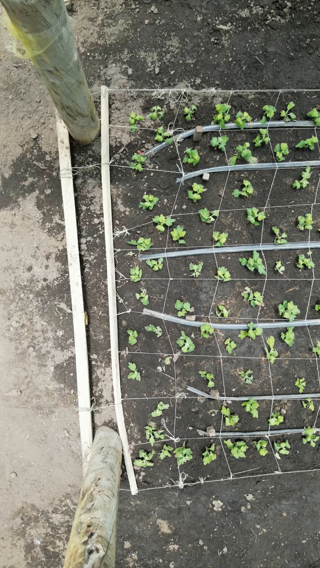 Tarea_Luis Object Detection Dataset and Pre-Trained Model by pruebas