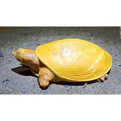 turtle_detect Object Detection Dataset by turtledetect