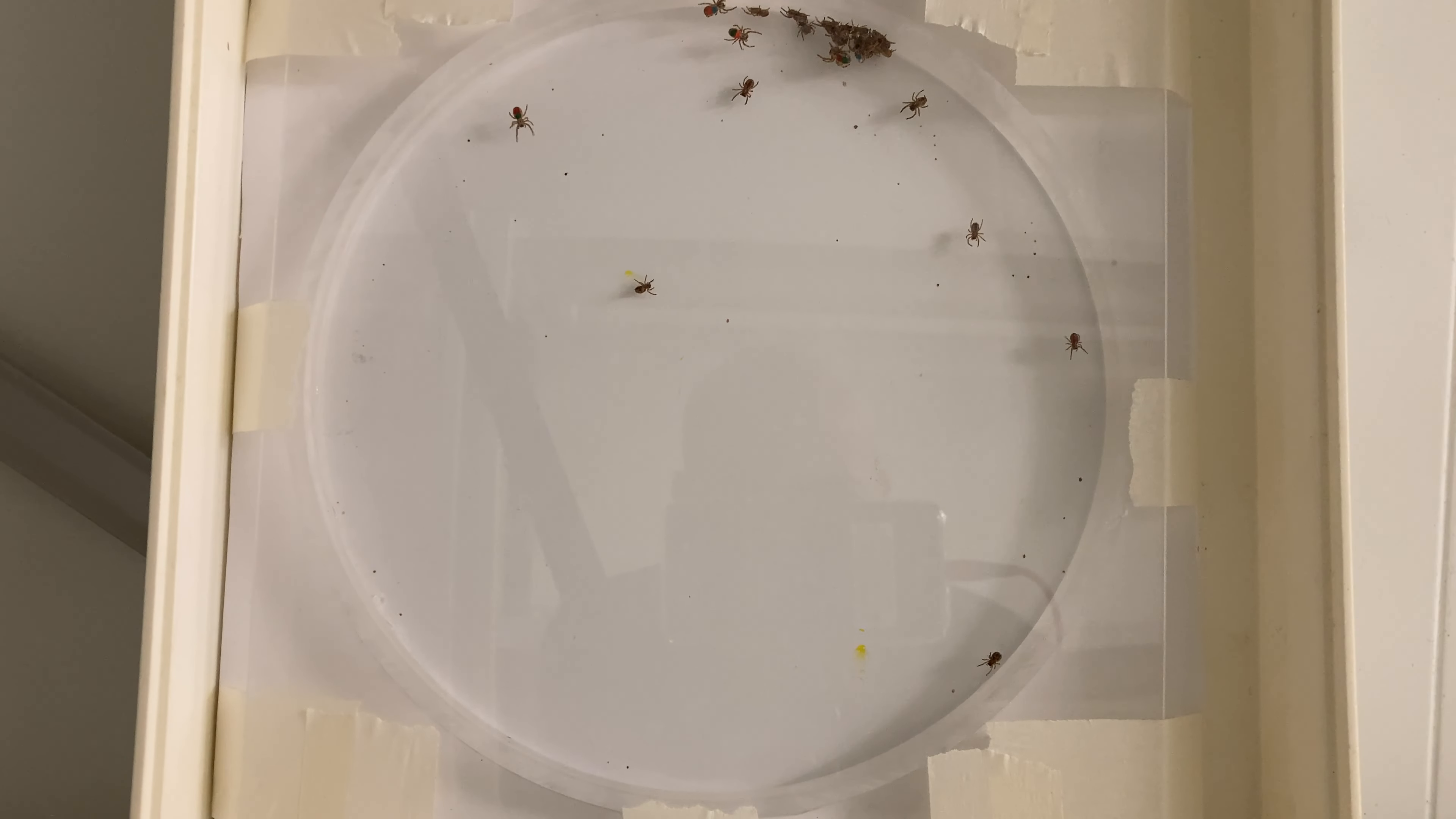 Spiders Object Detection Dataset and Pre-Trained Model by Spiders