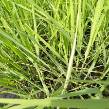 Rice Classification Dataset by Project