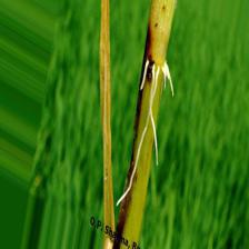 Rice Classification Model by Rice