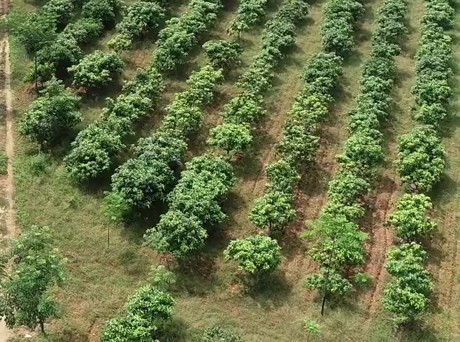 Tree_Detection Object Detection Dataset by Robo in Agri