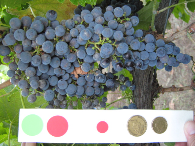 Grape Maturity Object Detection Model by Capstone Grape Maturity