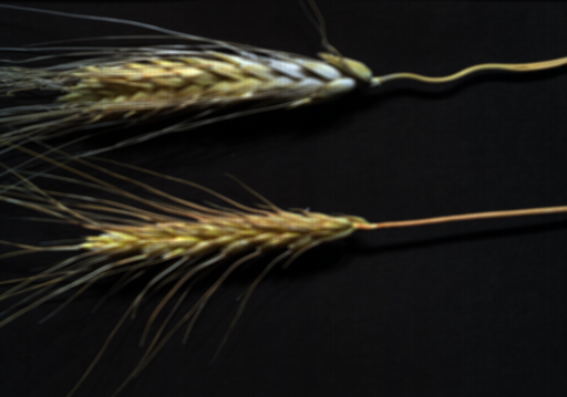 Wheat Spikes Object Detection Dataset by Pixel Labels