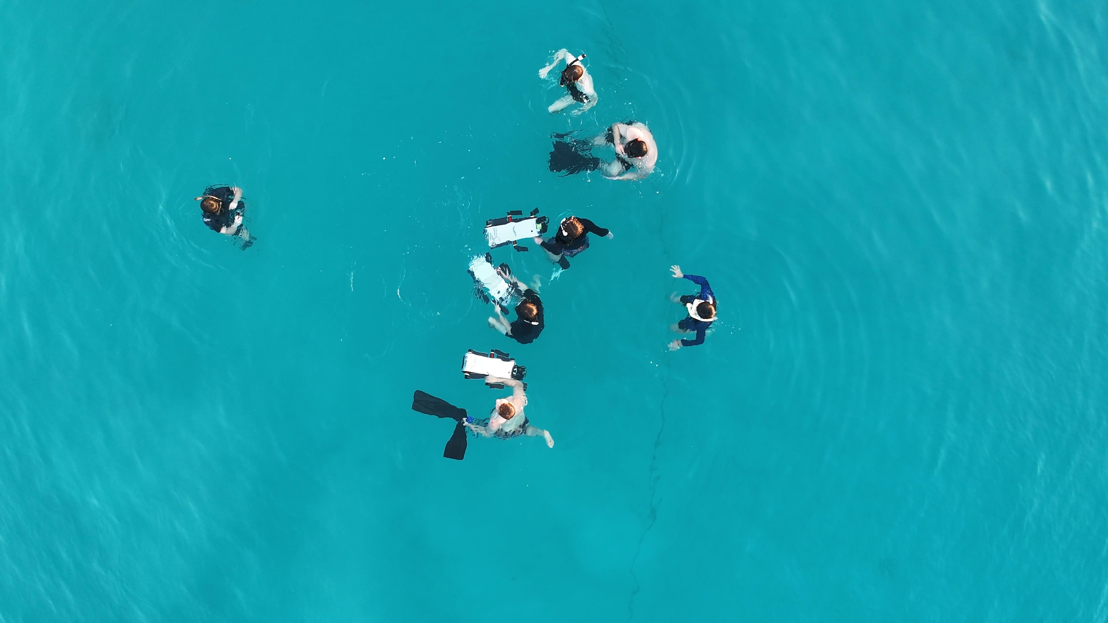 aqua detection Object Detection Dataset by edwinmeriauxworkspace