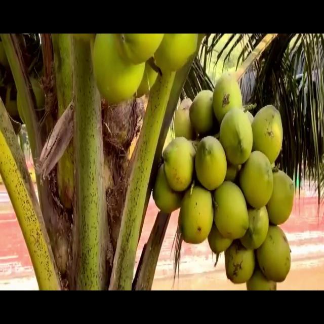 Coco_Detect Object Detection Model by Abioticgenius