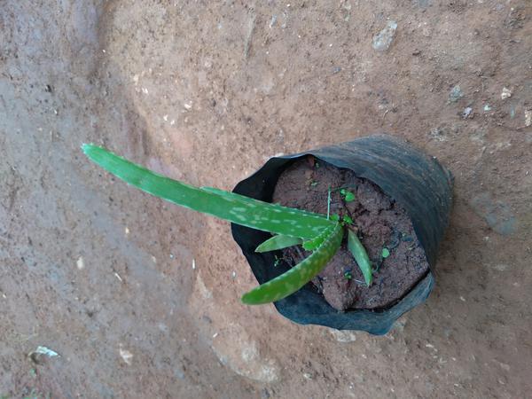 machine learning (machine-learning-jiqur) - Roboflow Universe