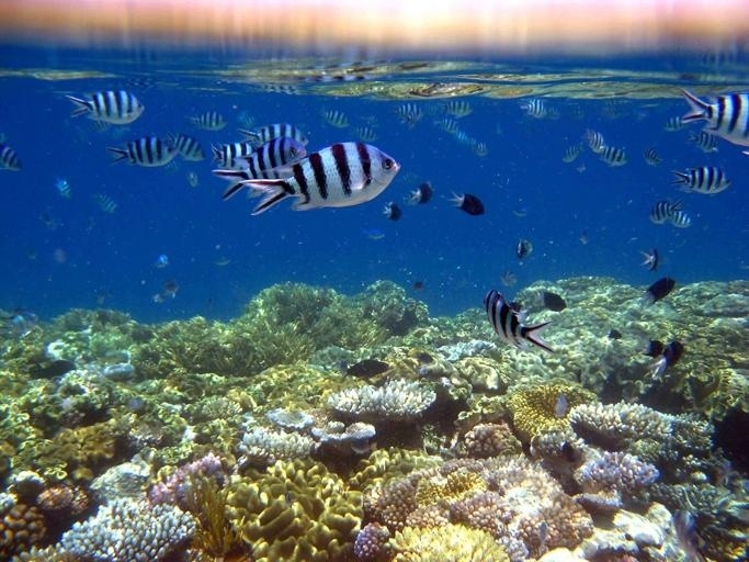 Underwater Living NonLiving Classification - Roboflow Universe