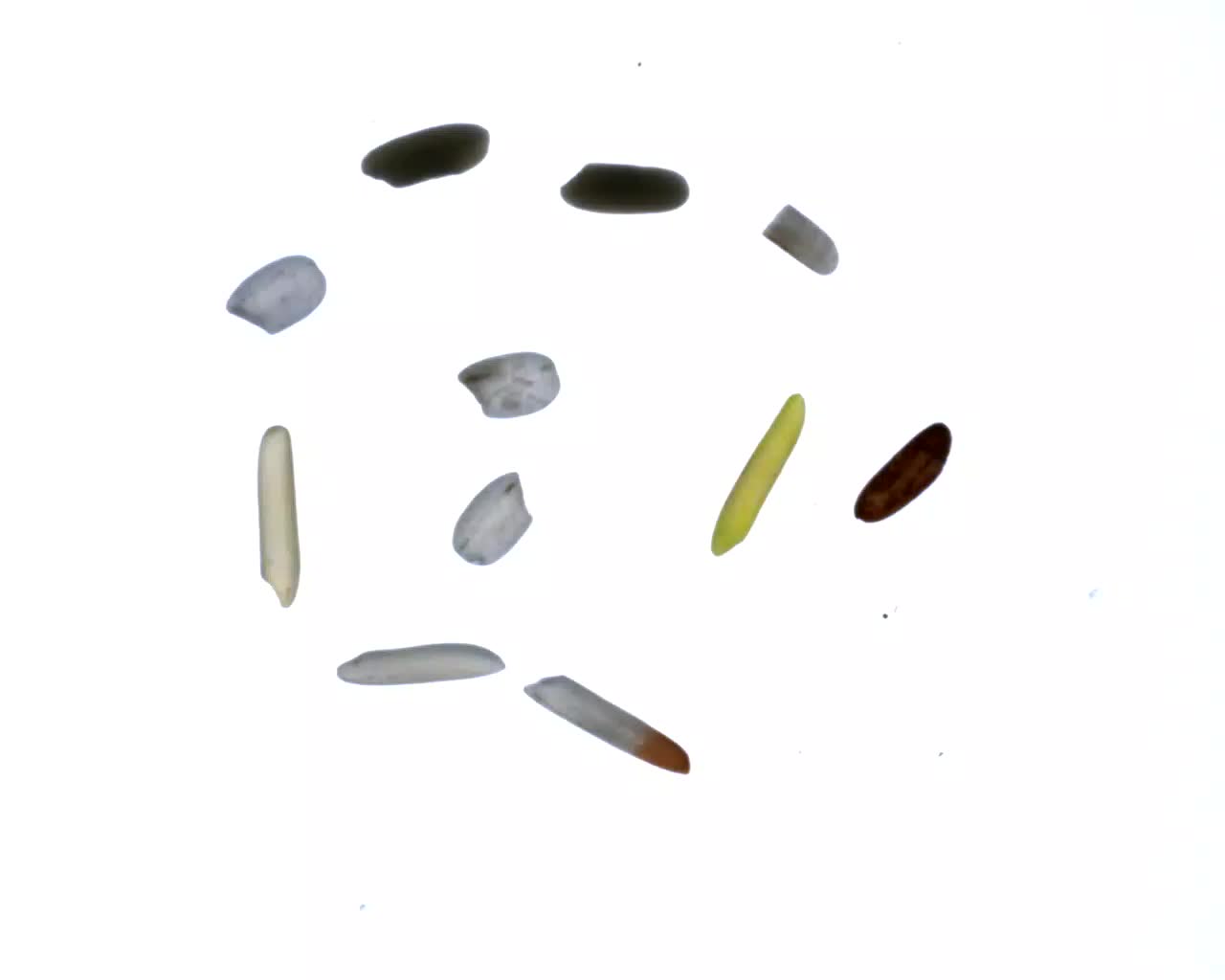 Rice Defects Object Detection Model By Asia Pacific University Of Technology And Innovation