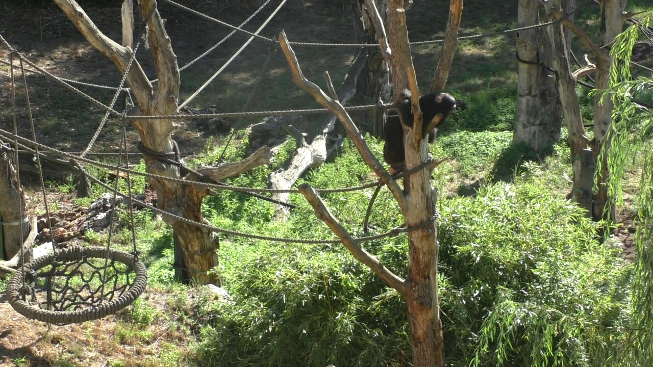 cv id val Object Detection Dataset by cvassignment04