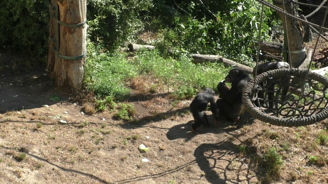 cv id train Object Detection Dataset by cvassignment04