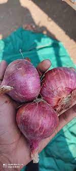 veg Object Detection Dataset and Pre-Trained Model by onion grading nx