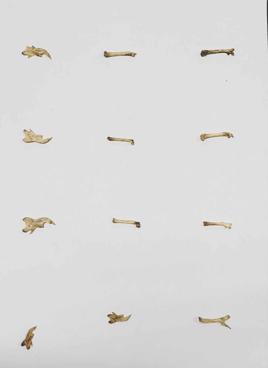 Rat bones Object Detection Dataset and Pre-Trained Model by Zulaika