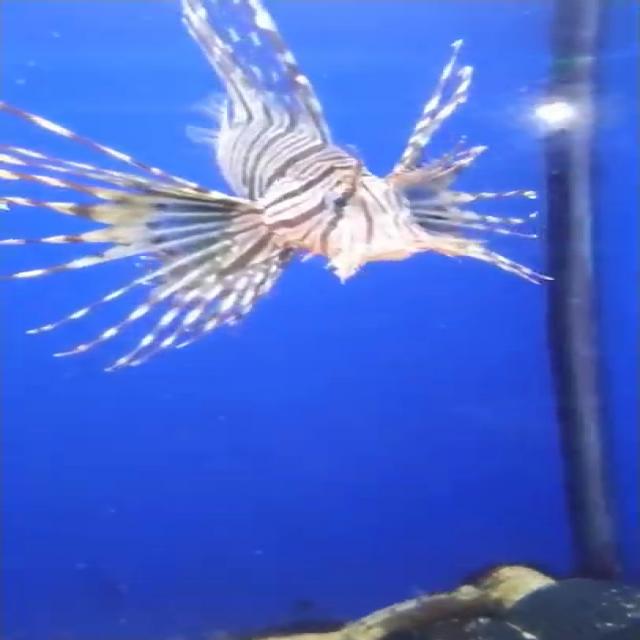 l_fish Object Detection Dataset by salwa