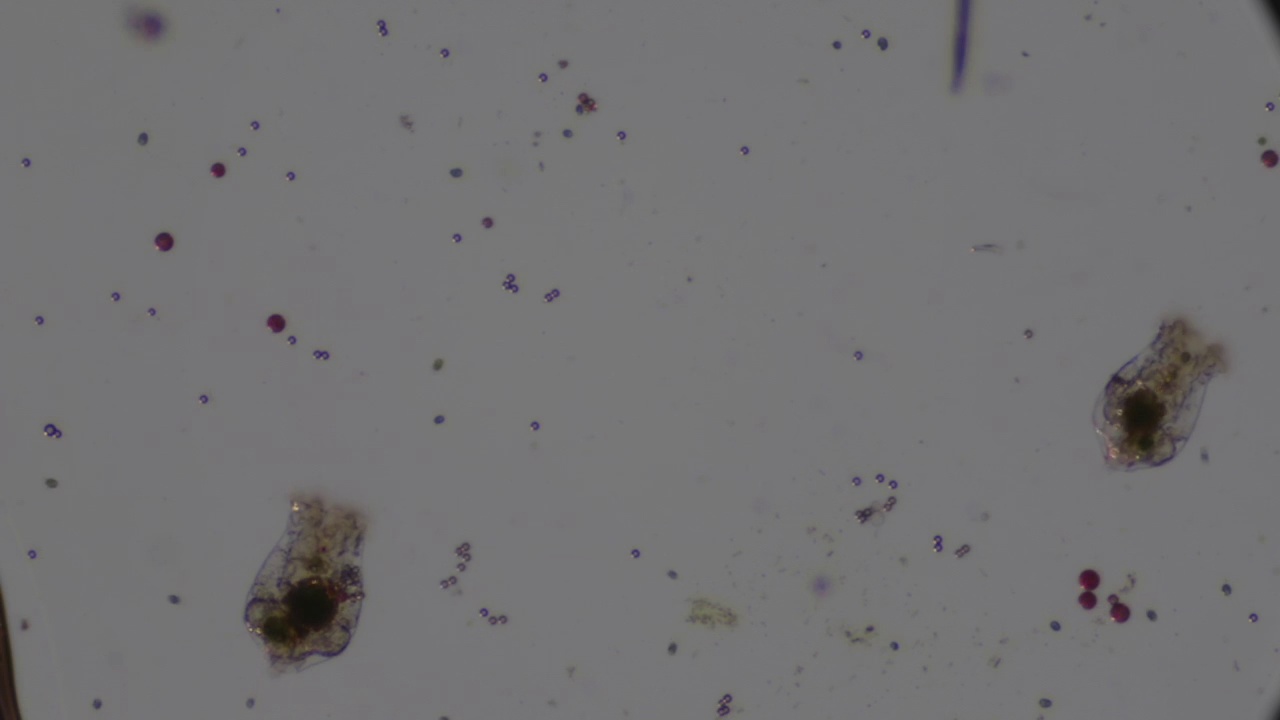 see-sci-tiling-test Object Detection Dataset by explo1