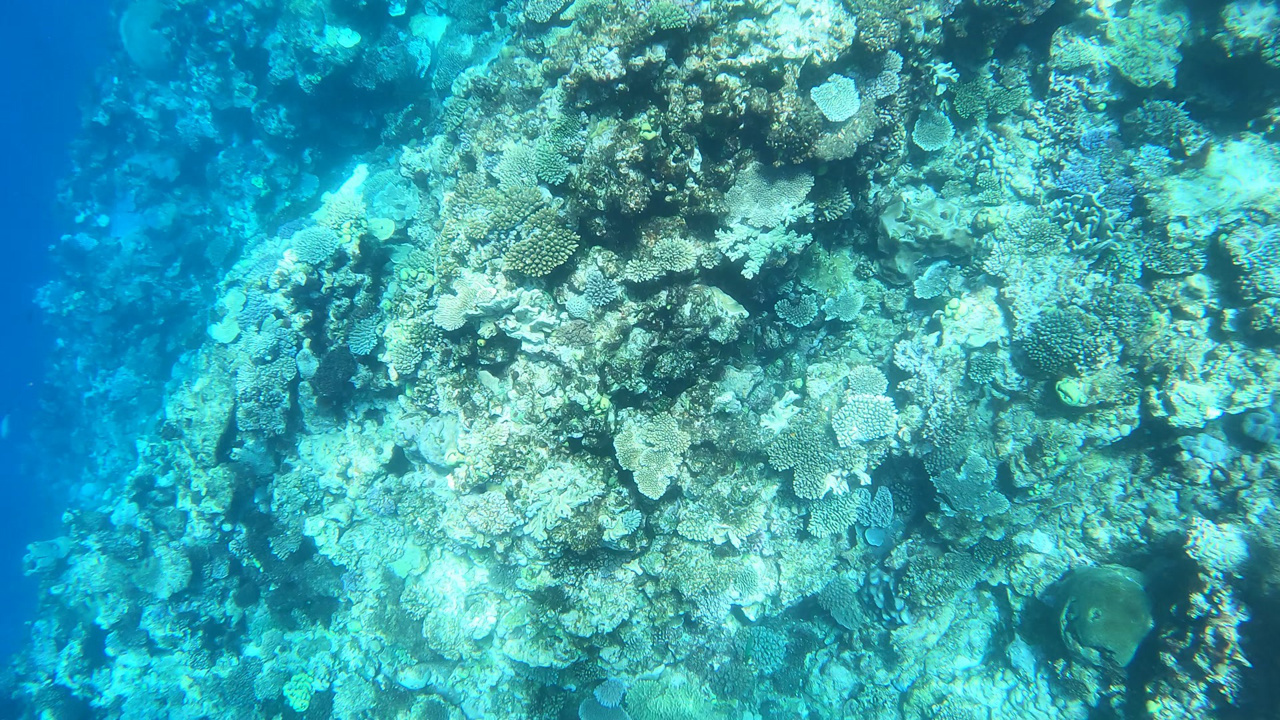 Great Barrier Reef Object Detection Model By Greatbarrierreef