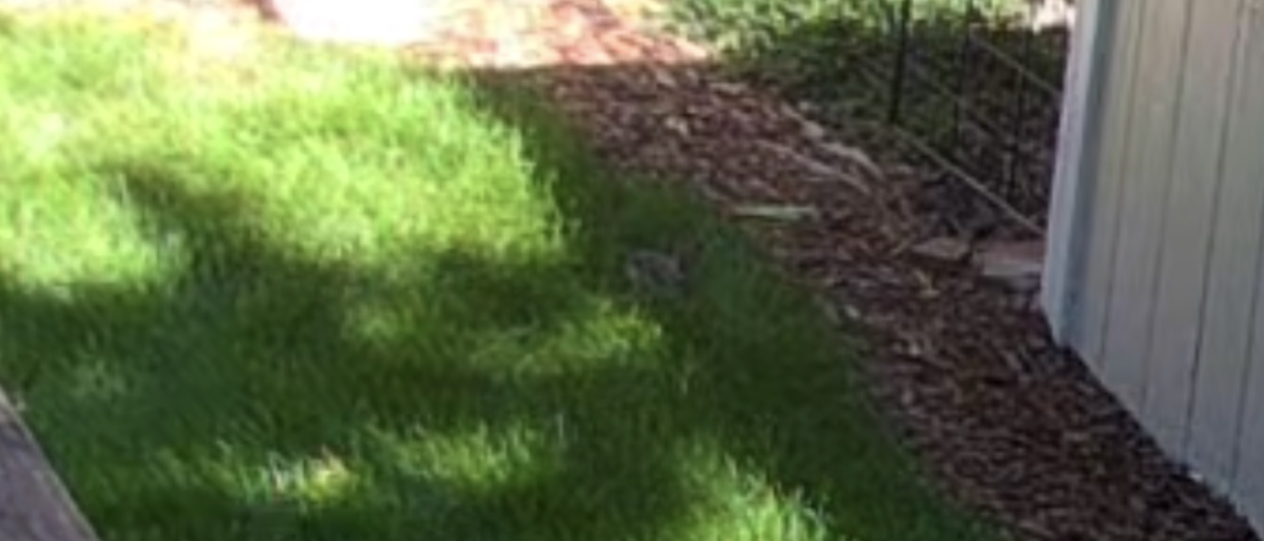 My backyard rabbit Object Detection Dataset by Long Nguyen