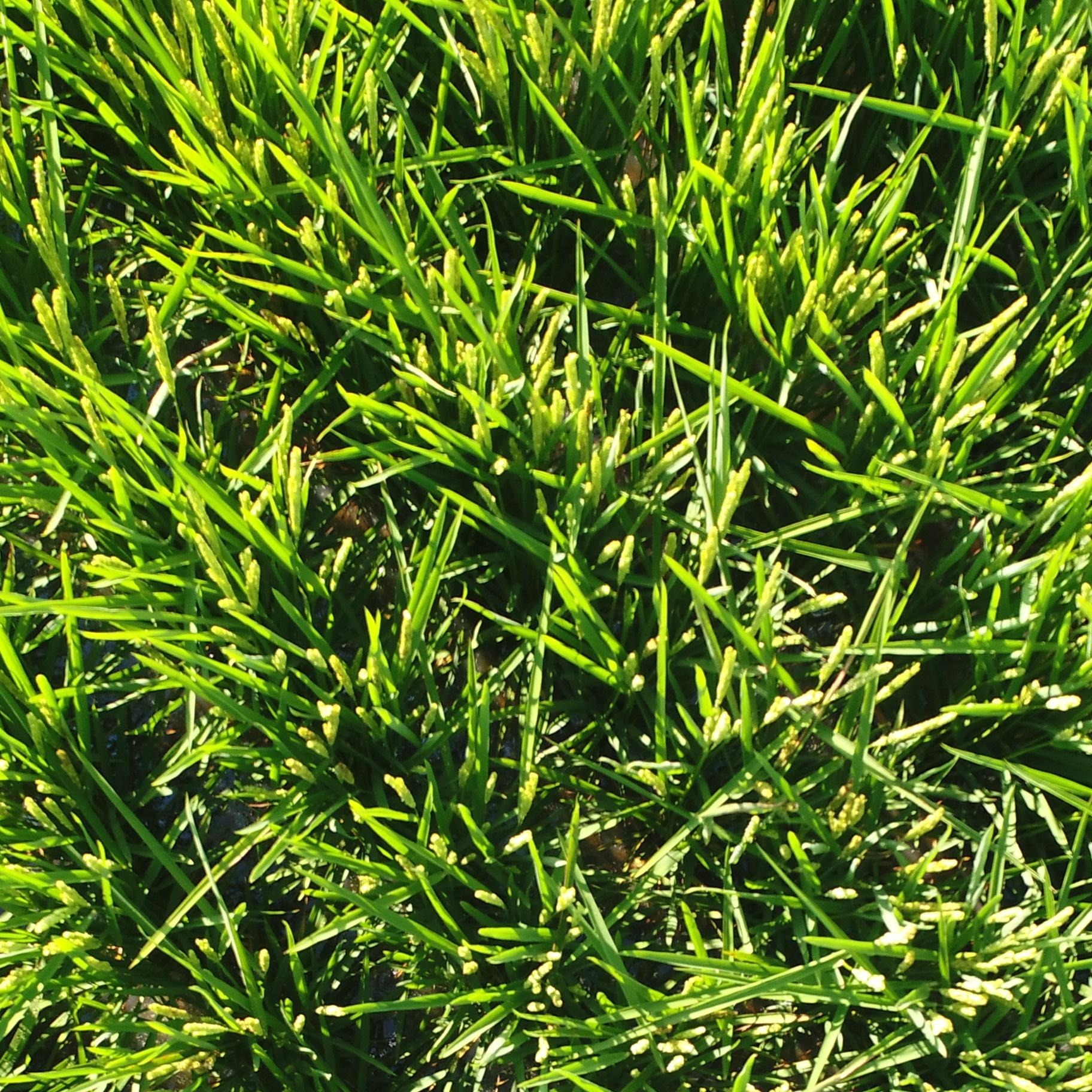 Spike Of Rice V2 Object Detection Dataset By Objectdetection