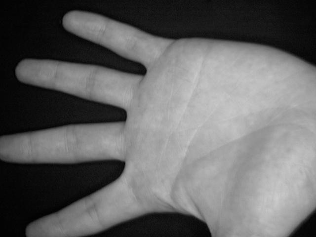 Palm Print Object Detection Model by Biometrics Project