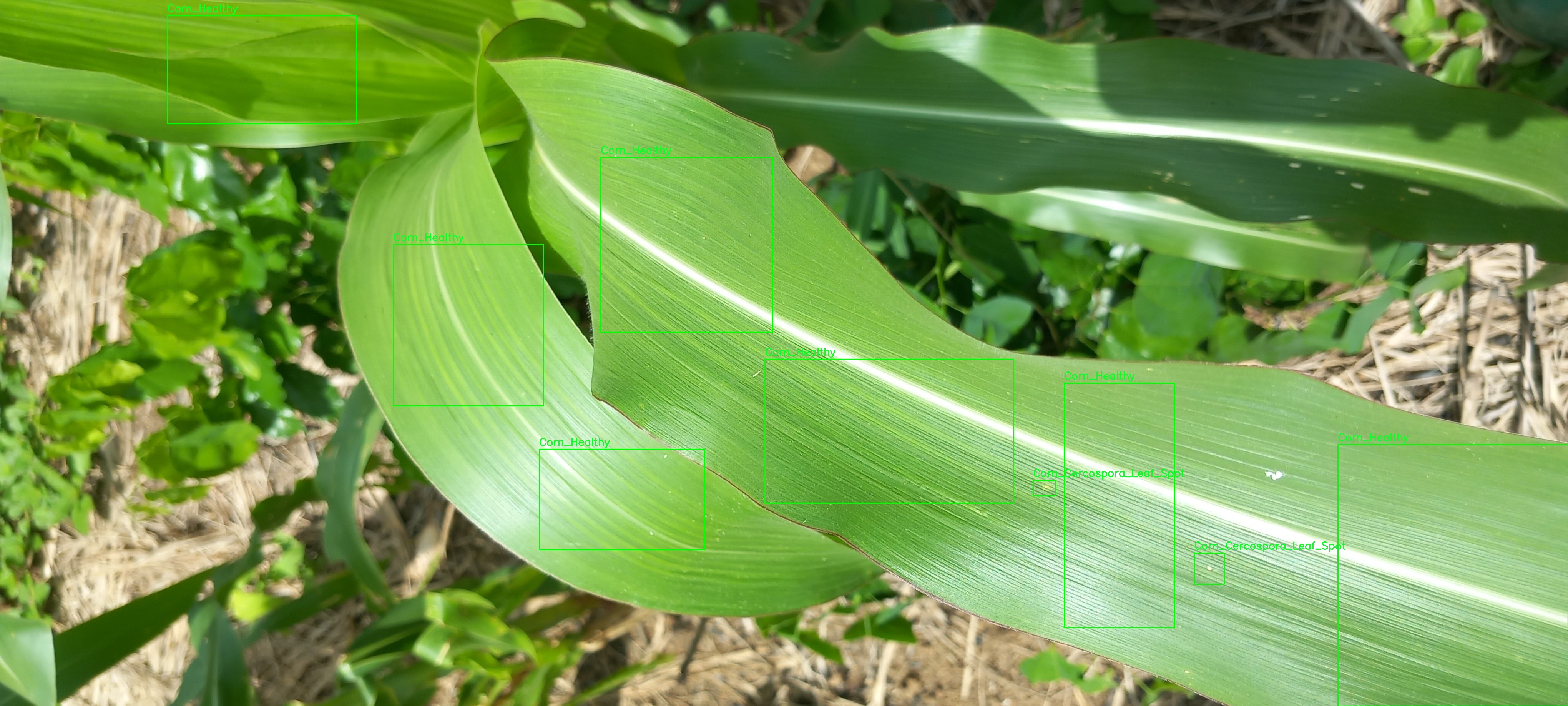 Crop Disease Detection Object Detection Dataset By Workspace1