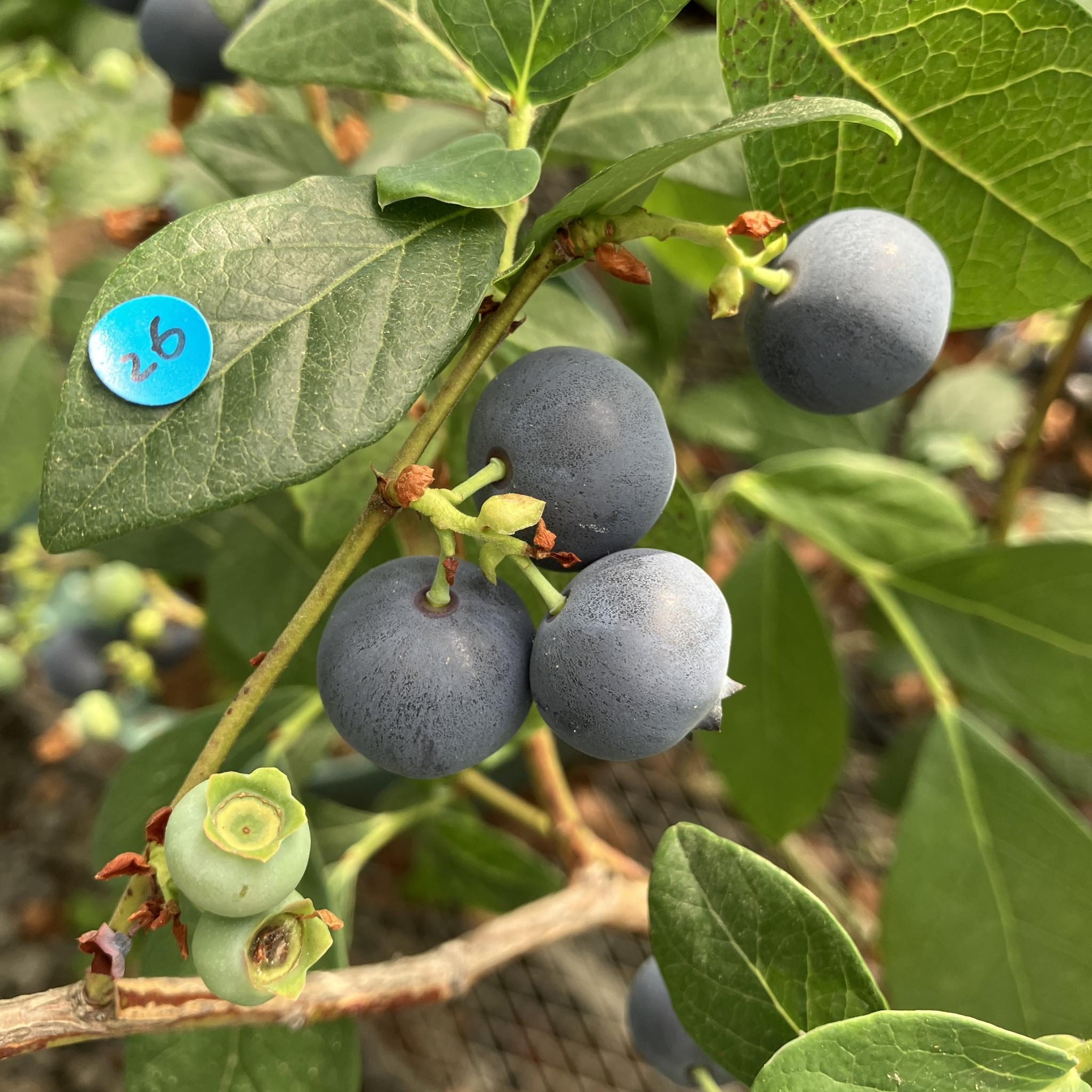 blueberry v5 Object Detection Dataset by hoambaek