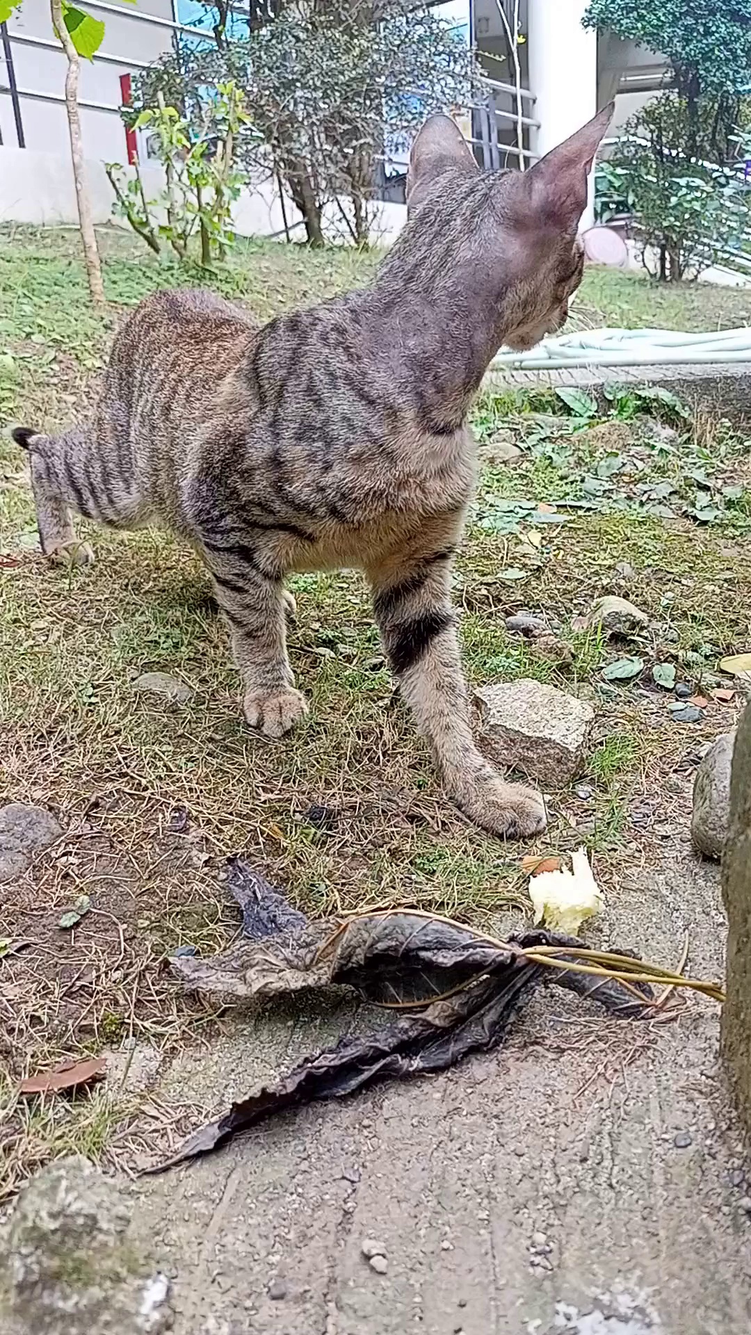 Cats Monitoring Behaviors Object Detection Model by AiWOOFYOU Thesis ...