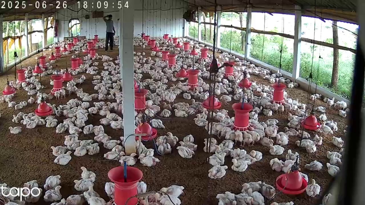 Chicken Detection Object Detection Dataset by Kartikeya