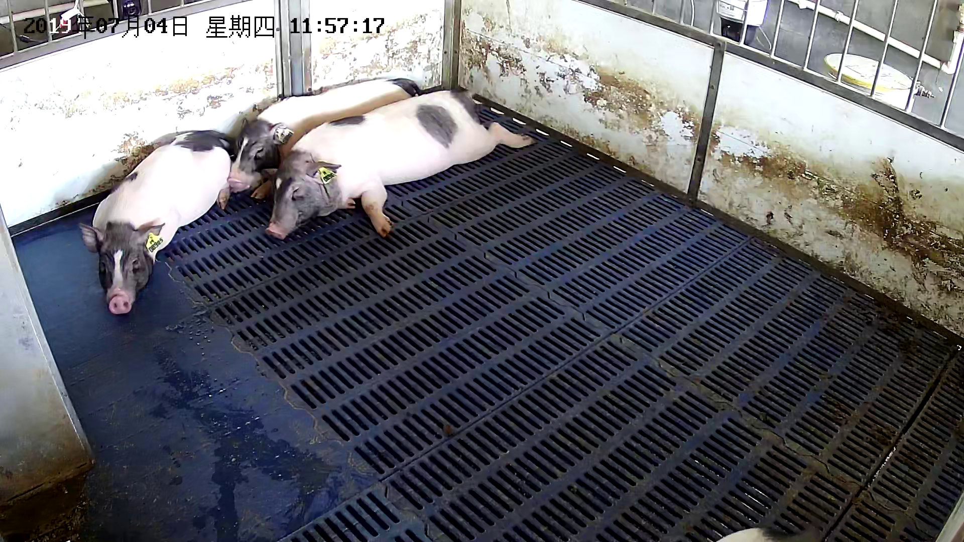 pig Keypoint Detection Dataset by km
