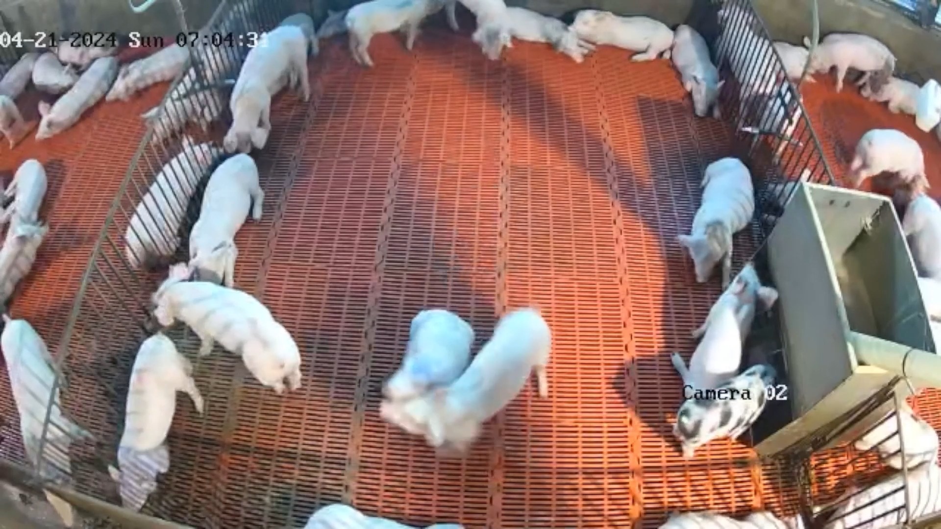 pig-behavior-1 Object Detection Dataset by km