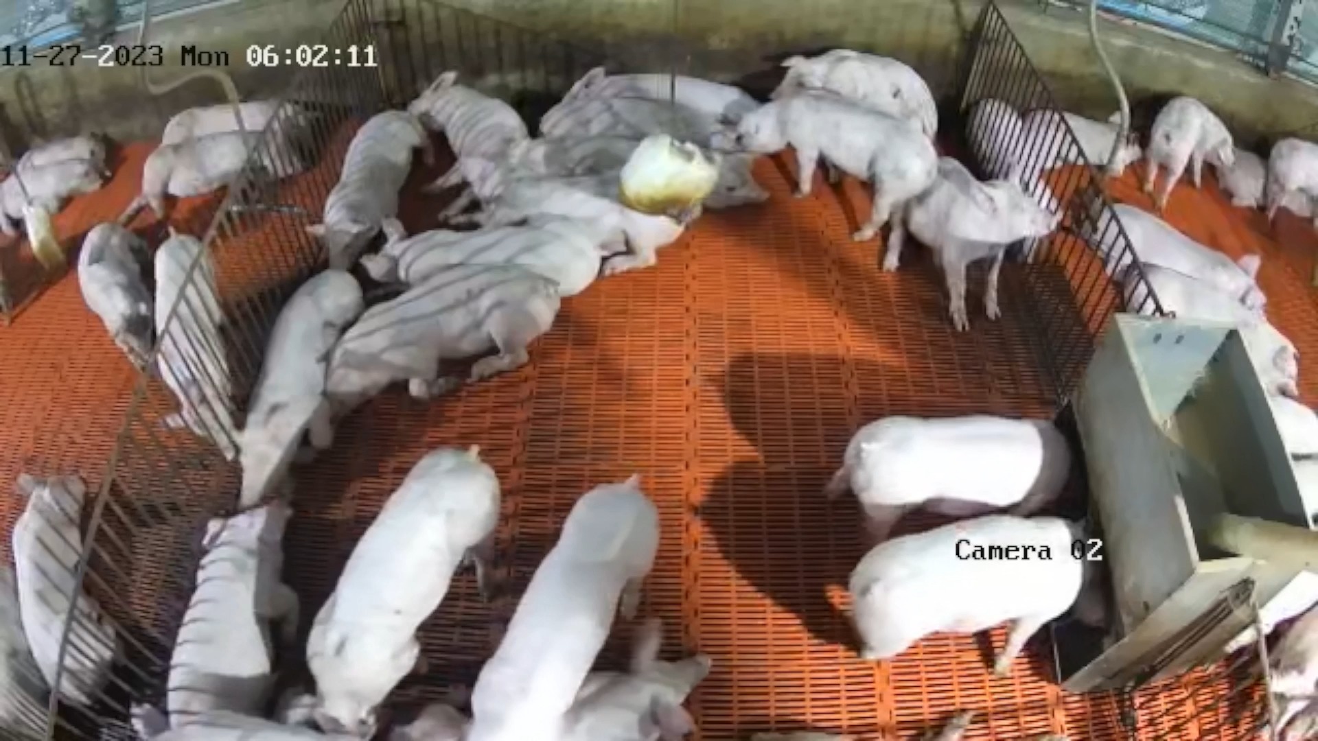How to Use the pig-only 2 Object Detection API