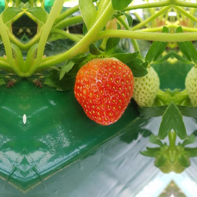 Strawberry Object Detection Model By Strawberry3