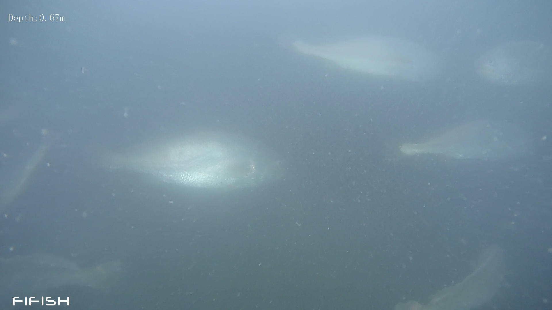 fish Object Detection Dataset by 1