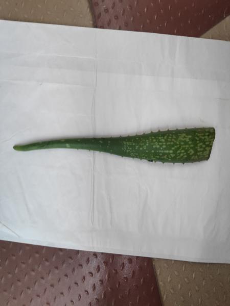 Medicinal Leaf dataset Dataset by nhat