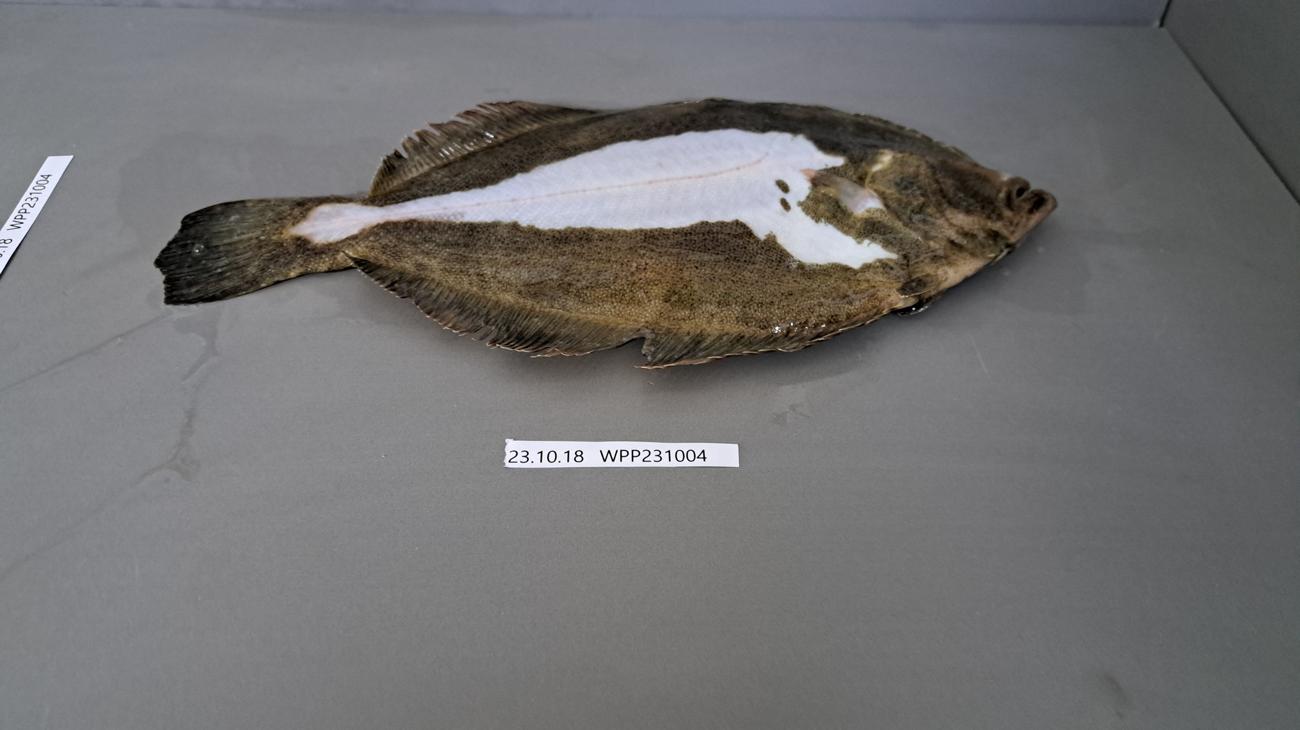 example (example-85rsq) - Roboflow Universe