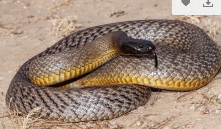 Australian Snake Species Model Object Detection Model by Jordans Workspace