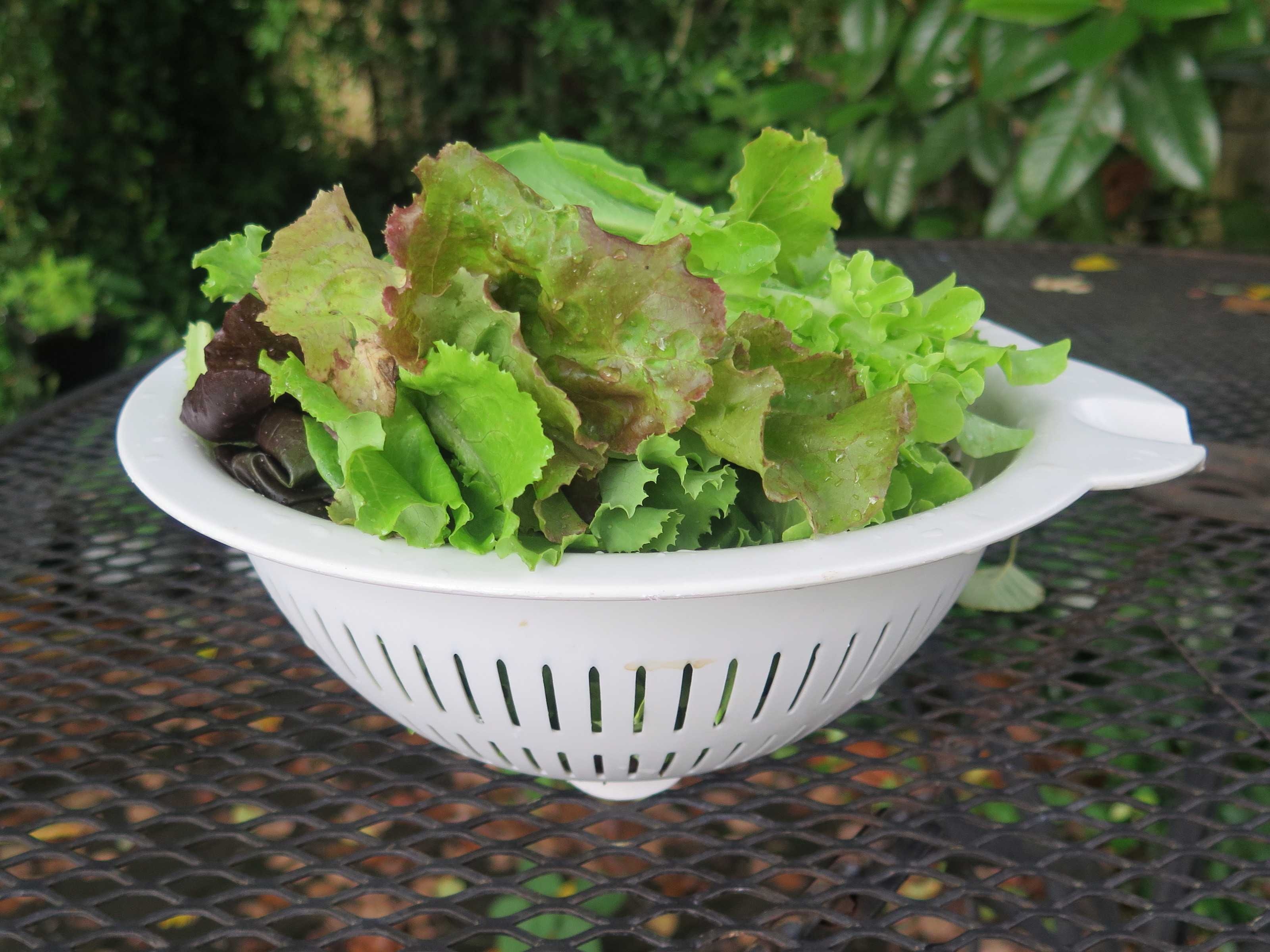 Lettuce Object Detection Dataset By Object Detection 5985