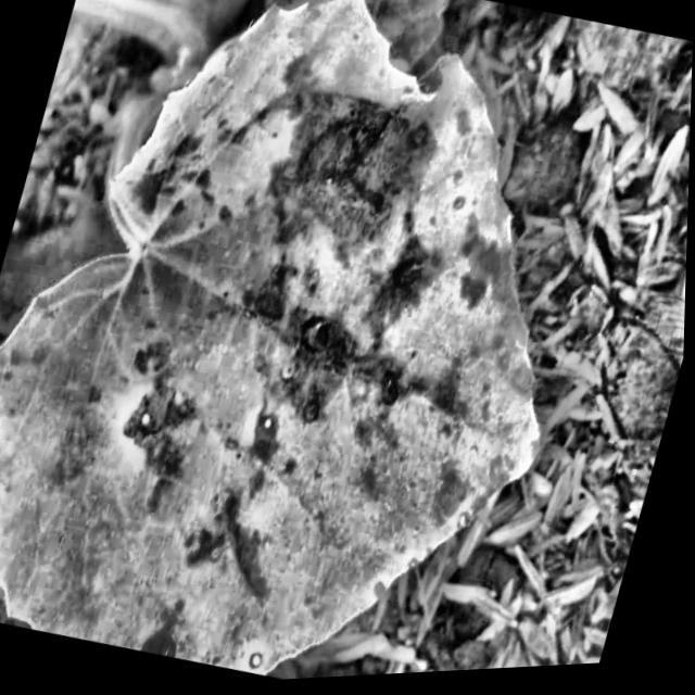 Melon Classification Model by test006