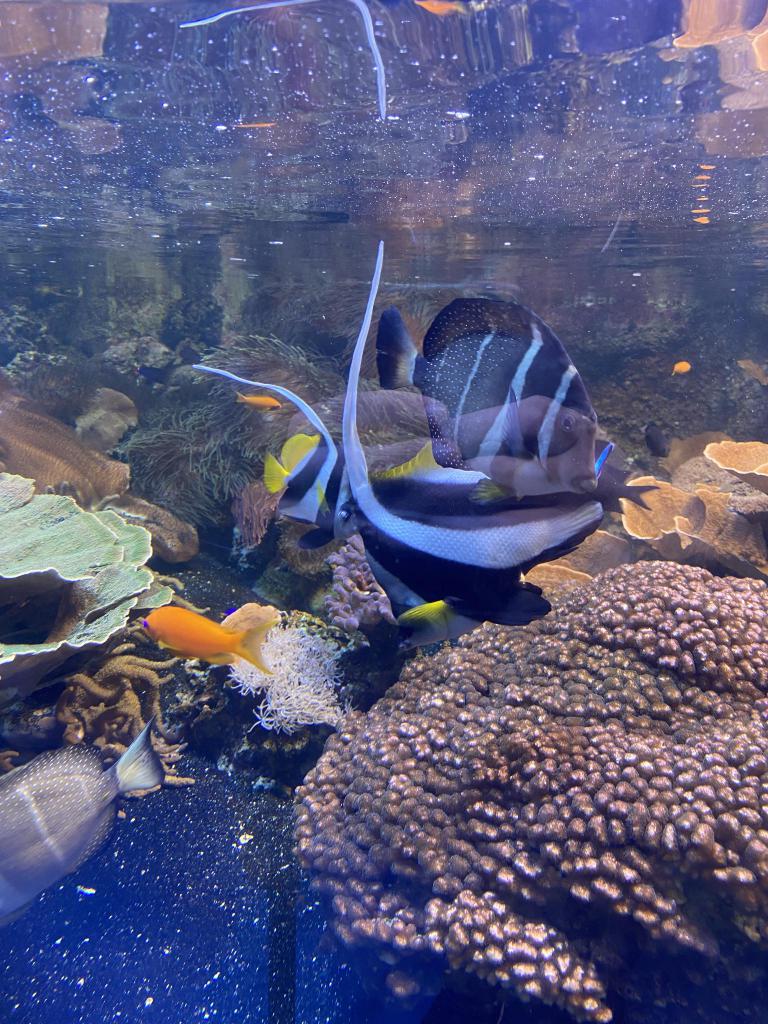 Underwater Object Detection Object Detection Dataset By Underwater Detection