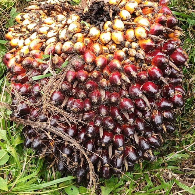 FFB Object Detection Model by RA Experiments