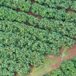 Avocado Trees Object Detection Dataset and Pre-Trained Model by Swift ...