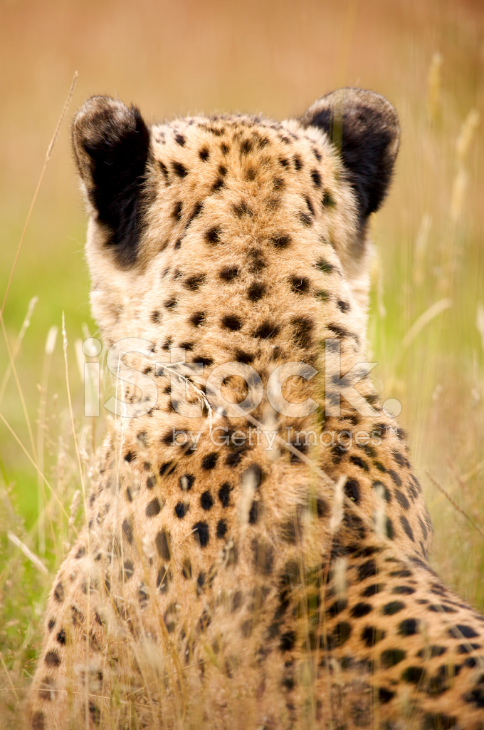 chetta Instance Segmentation Dataset by wild animal detection