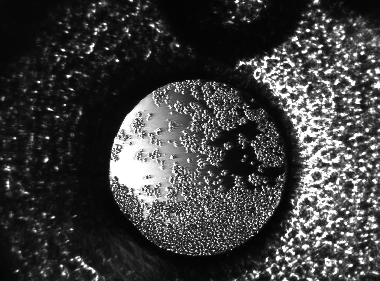 4x_Well_Segm Instance Segmentation Dataset by Martin Condor