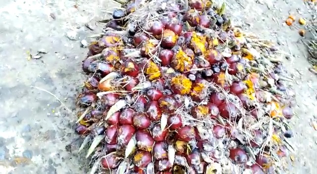 Yolov10 (yolov10-c7bku) - Roboflow Universe