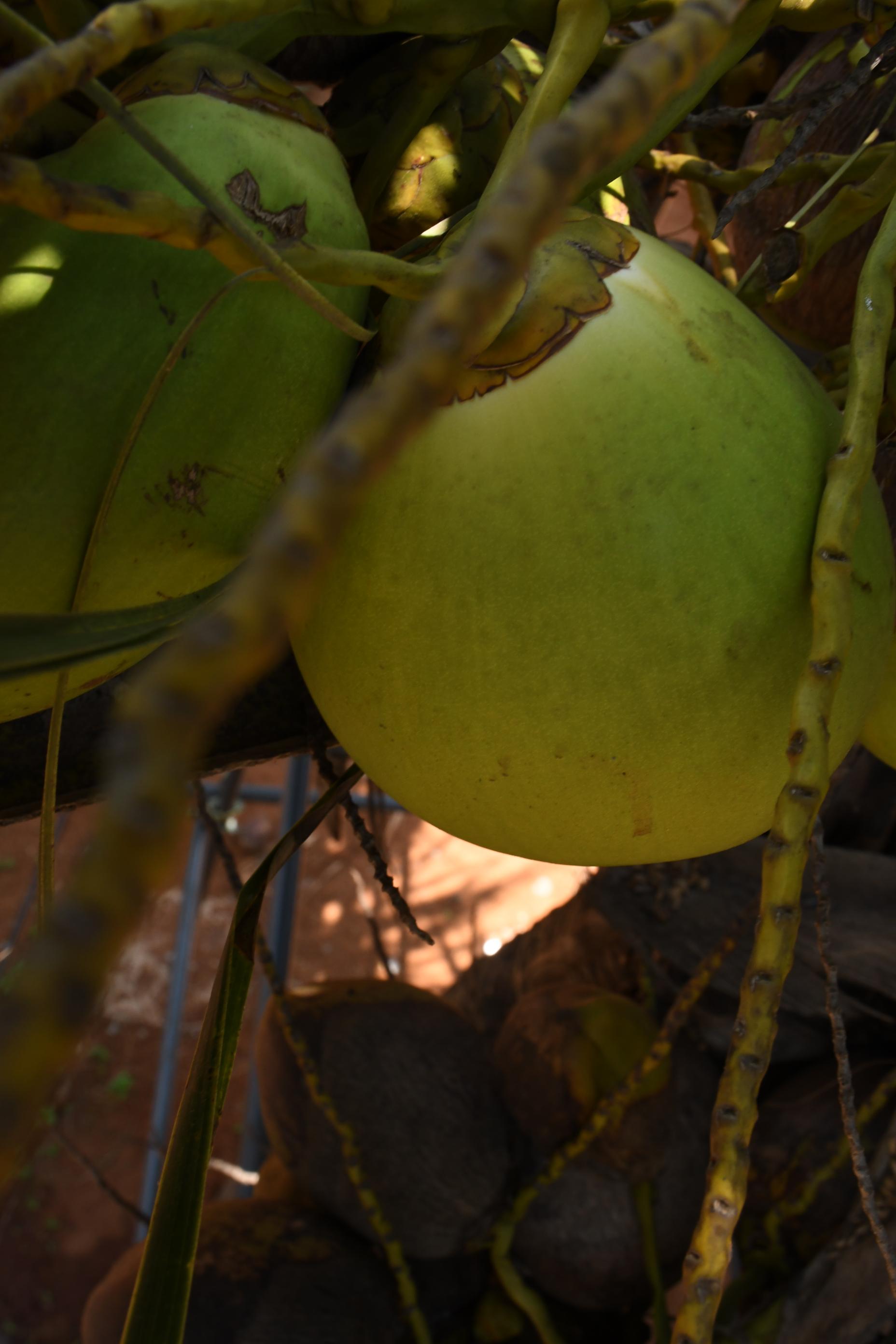 Tender Coconut Classification Object Detection Model by Projects